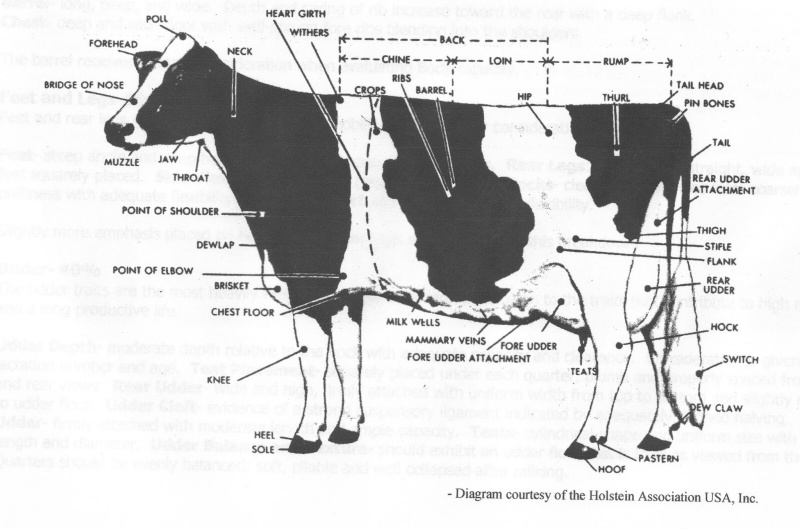 Adventist Youth Honors Answer Book Outdoor Industries Dairying 