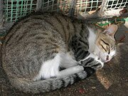 AY Honor Cats Answer Key - Pathfinder Wiki