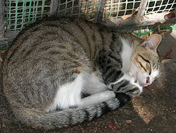 AY Honor Cats Answer Key - Pathfinder Wiki