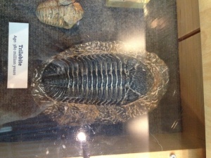 AY Honor Fossils Answer Key used by North American Division ...