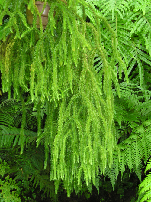 AY Honor Ferns Answer Key - Pathfinder Wiki