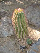 AY Honor Cacti Answer Key - Pathfinder Wiki