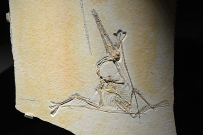 Respuestas para la especialidad JA de Dinosaurios - Pathfinder Wiki