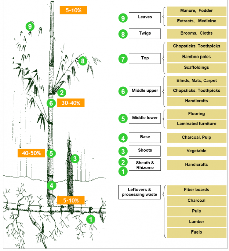 AY Honor Bamboo Craft Answer Key - Pathfinder Wiki