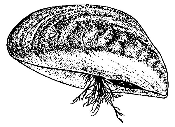 AY Honors/Shells - Advanced/Answer Key - Pathfinder Wiki