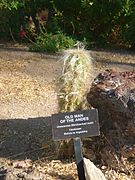 AY Honor Cacti Answer Key - Pathfinder Wiki