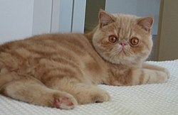 AY Honor Cats Answer Key - Pathfinder Wiki