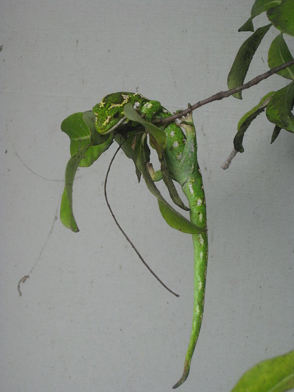 AY Honor Reptiles Answer Key - Pathfinder Wiki