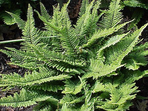 AY Honor Ferns Answer Key - Pathfinder Wiki