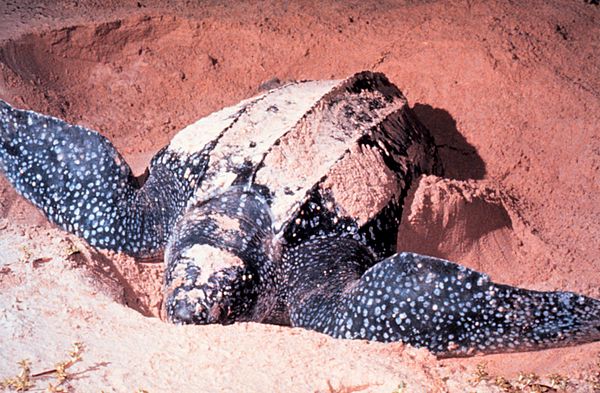 AY Honor Reptiles Answer Key - Pathfinder Wiki