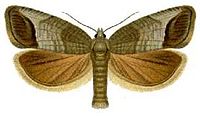 AY Honor Moths & Butterflies Answer Key - Pathfinder Wiki
