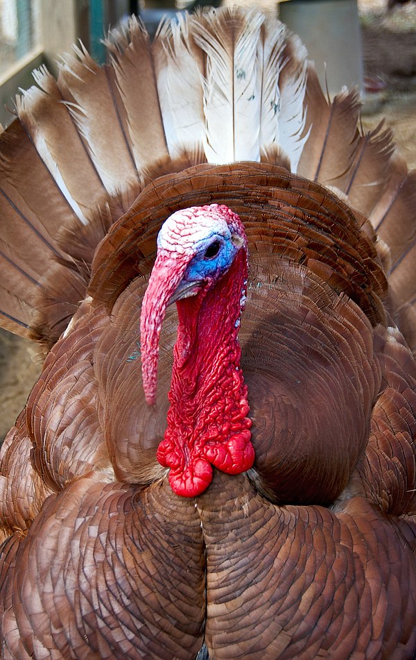 AY Honors/Poultry/Bourbon Red Turkey - Pathfinder Wiki