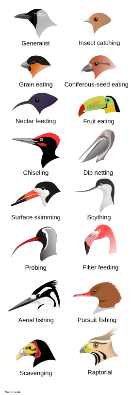 AY Honor Birds - Advanced Answer Key - Pathfinder Wiki