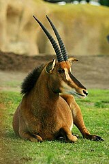 AY Honor Antelopes Answer Key - Pathfinder Wiki