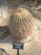 AY Honor Cacti Answer Key - Pathfinder Wiki