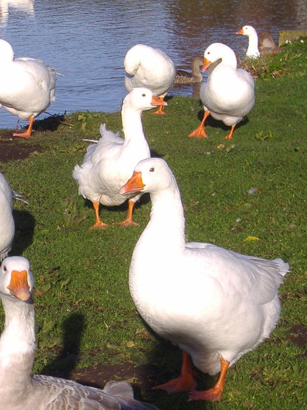 AY Honors/Poultry/Emden - Pathfinder Wiki