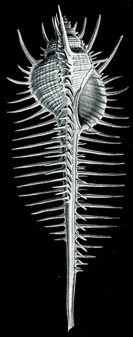 AY Honor Shells - Advanced Answer Key - Pathfinder Wiki