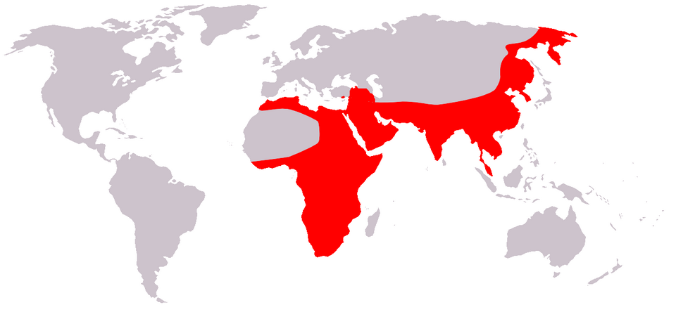 AY Honor Cats Answer Key - Pathfinder Wiki