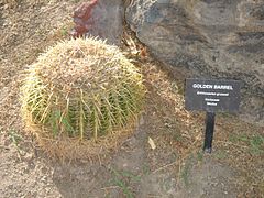 AY Honor Cacti Answer Key - Pathfinder Wiki