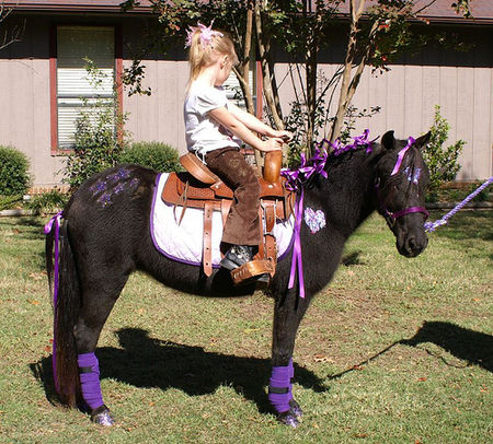 AY Honor Livestock Answer Key - Pathfinder Wiki